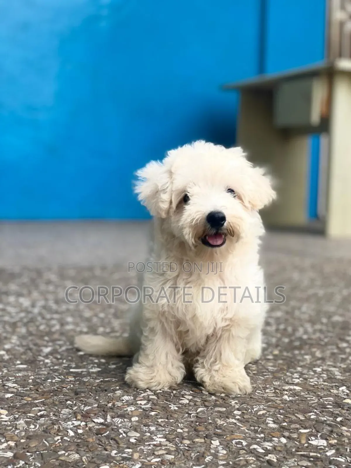 1-3 months Female Purebred Maltese in Dansoman - Dogs & Puppies ...