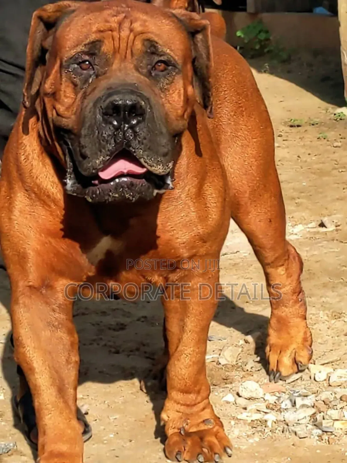1+ year Male Purebred Boerboel in Dansoman - Dogs & Puppies, Corporate ...