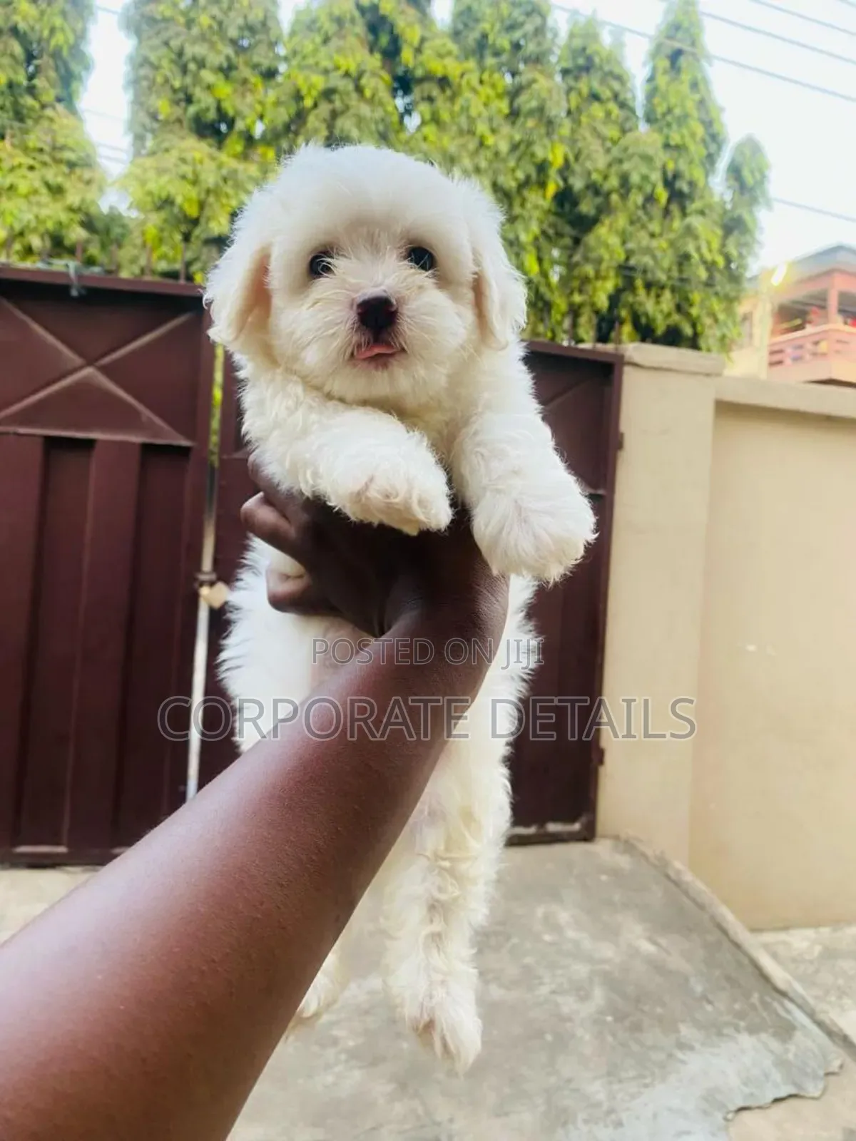 1-3 months Female Purebred Maltipoo in Dansoman - Dogs & Puppies ...