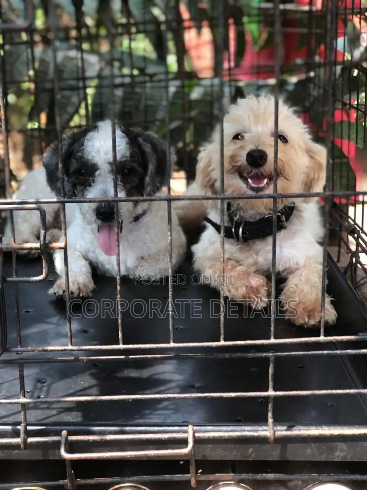 1-3 months Female Purebred Poodle in Dansoman - Dogs & Puppies ...