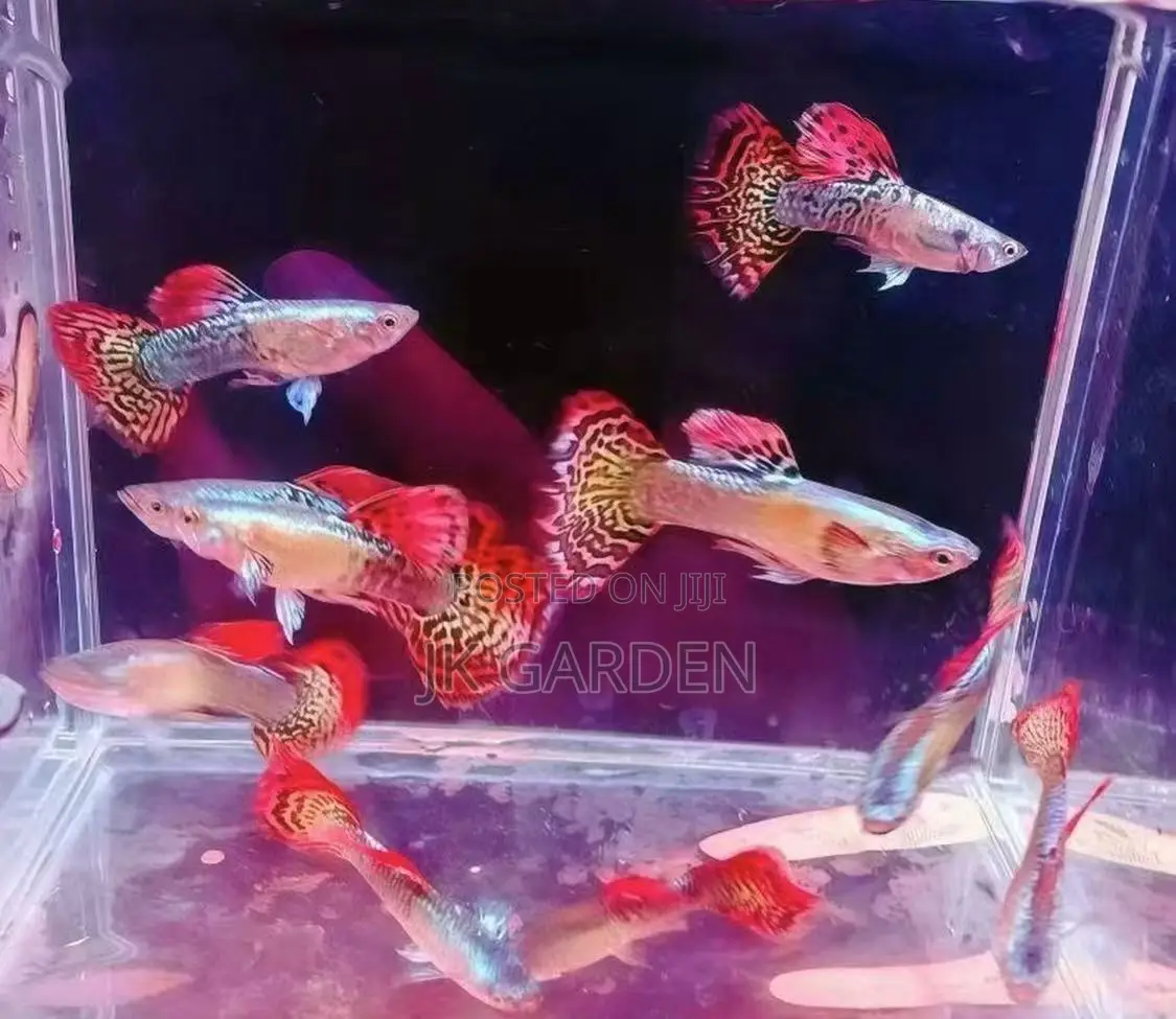 Beautiful Guppy Fish ( Seven Colored Dragon Scales) in Dansoman - Fish ...