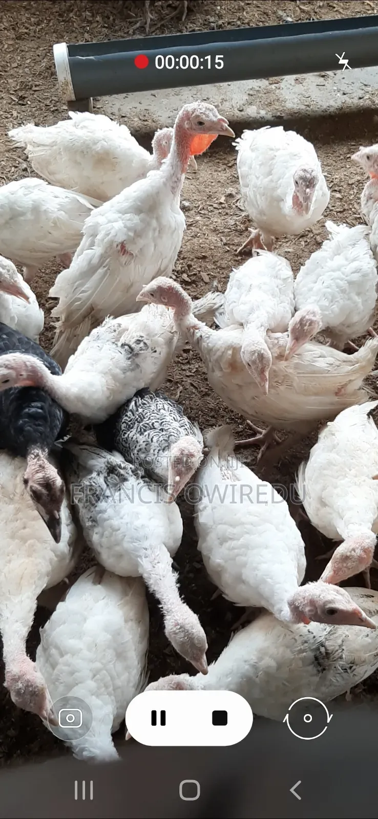 Dabodabo Estate Farms- Turkeys, Chicken, Ducks and More in Accra ...