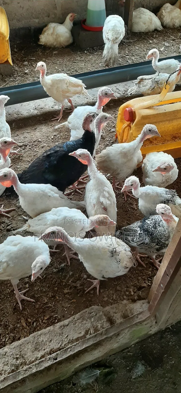 Dabodabo Estate Farms- Turkeys, Chicken, Ducks and More in Accra ...