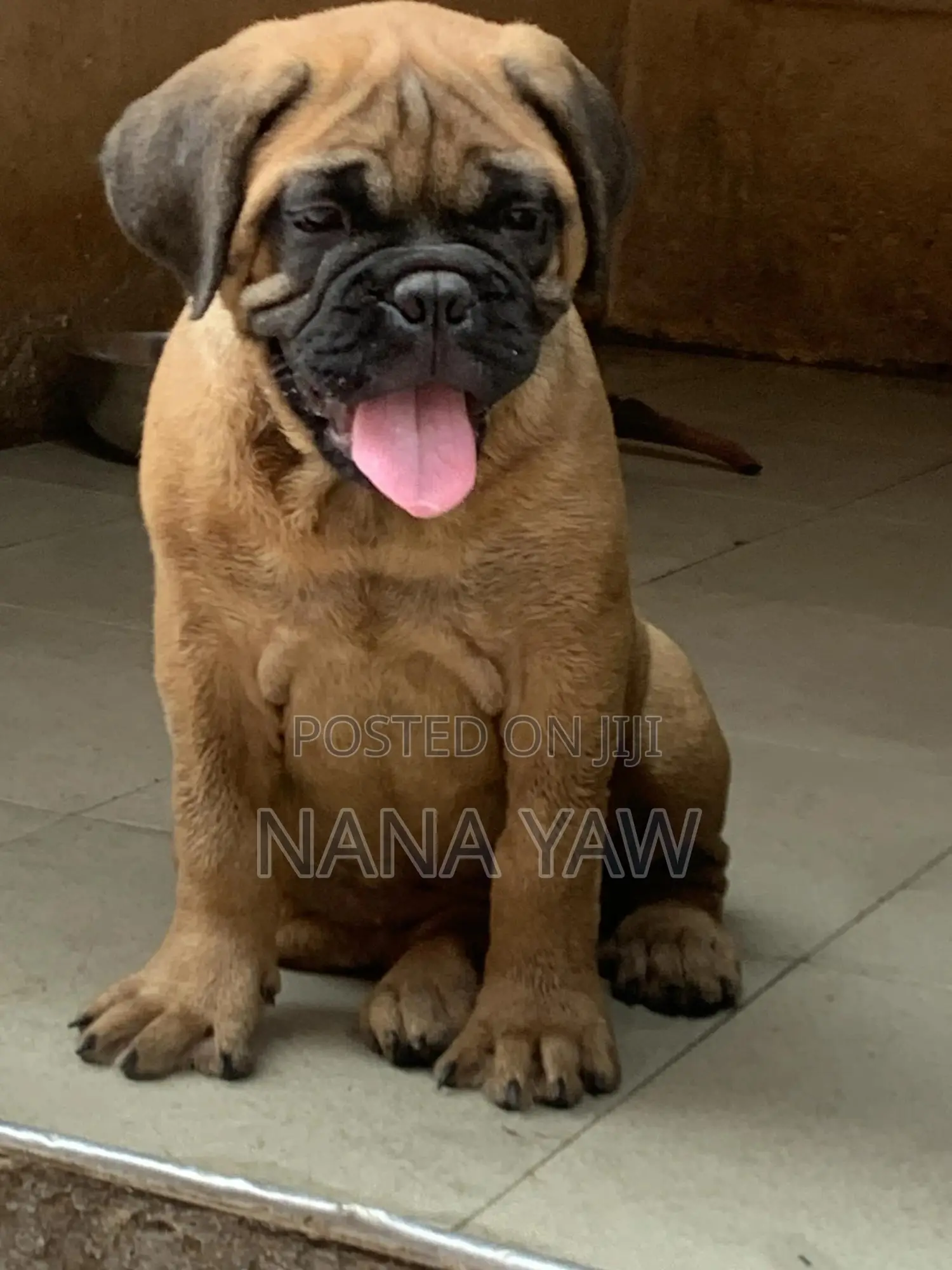 3-6 months Female Purebred Mastiff in Kumasi Metropolitan - Dogs ...