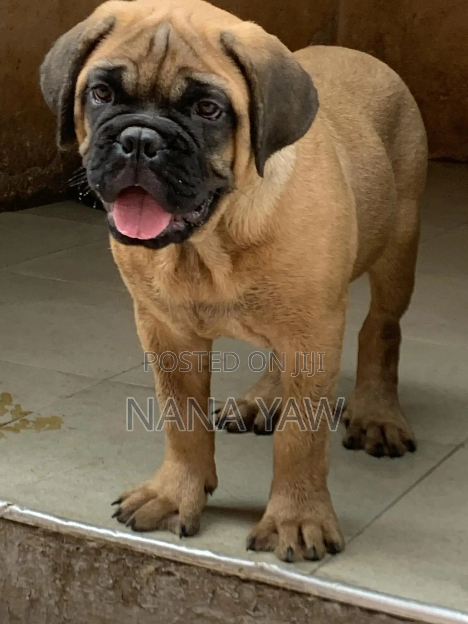 3-6 months Female Purebred Mastiff in Kumasi Metropolitan - Dogs ...
