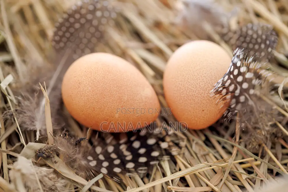Turkeys, Guinea Fowls, Ducks and Hybrid/Local Chiken Fertile Eggs in ...