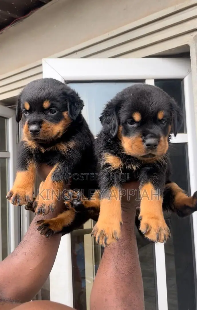 1-3 months Male Purebred Rottweiler in Kasoa - Dogs & Puppies, Kingsley ...