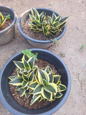 Snake Plant for Sale in Ashaley Botwe - Garden Supplies, Belinda ...