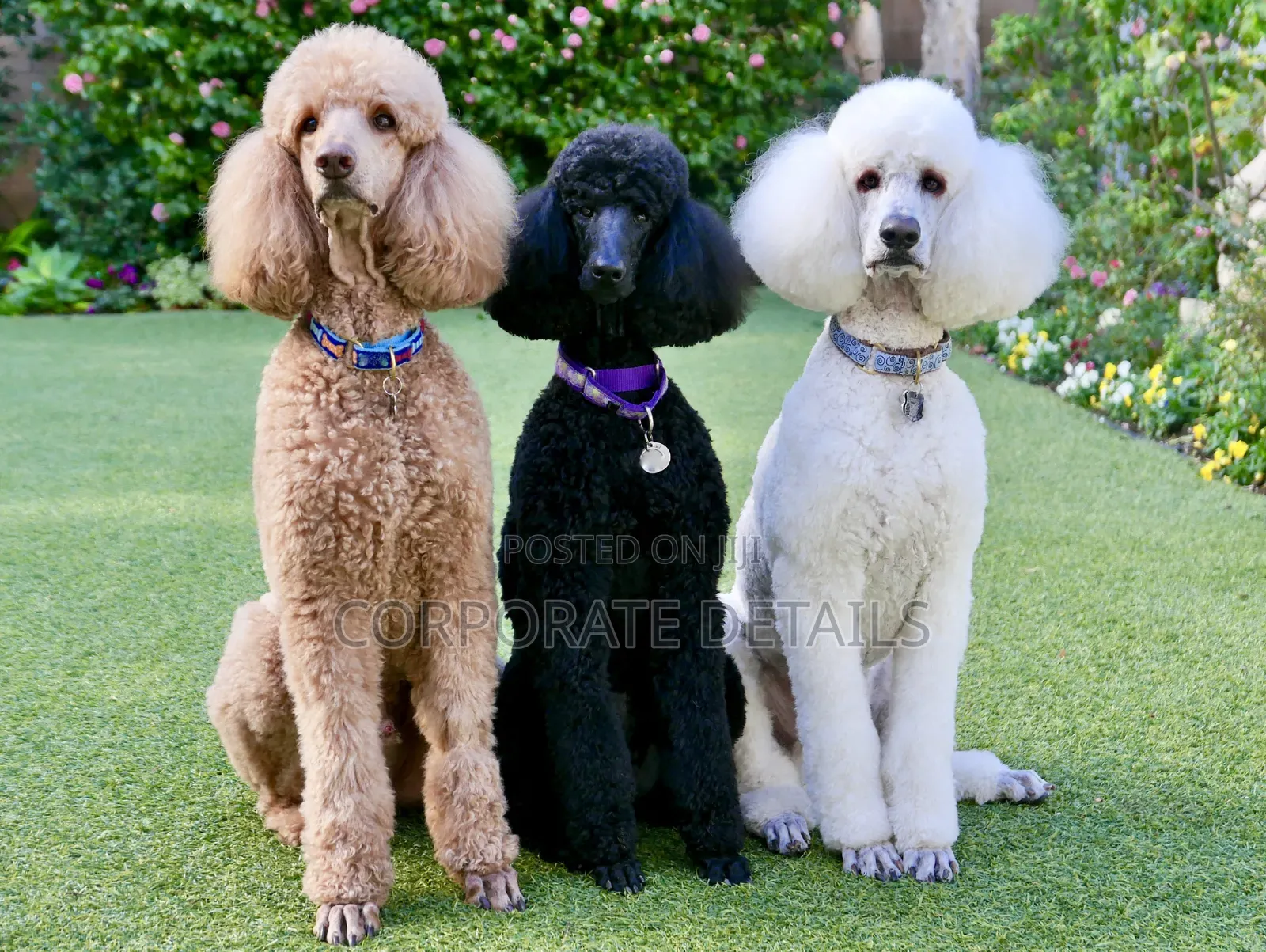 3-6 months Female Purebred Poodle in Dansoman - Dogs & Puppies ...