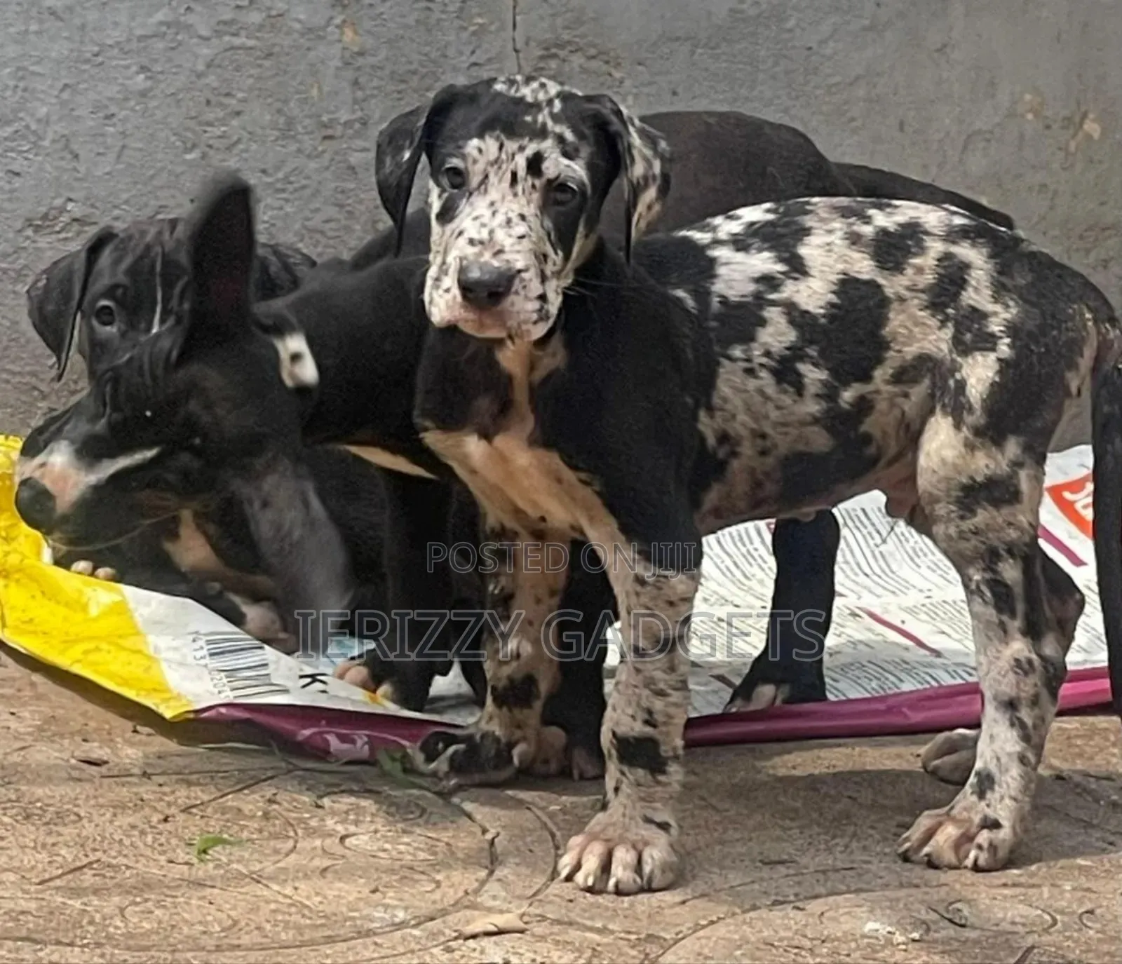 1-3 months Female Purebred Great Dane in Circle - Dogs & Puppies ...