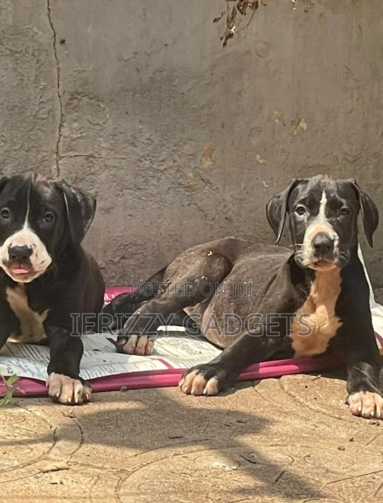 1-3 months Female Purebred Great Dane in Circle - Dogs & Puppies ...