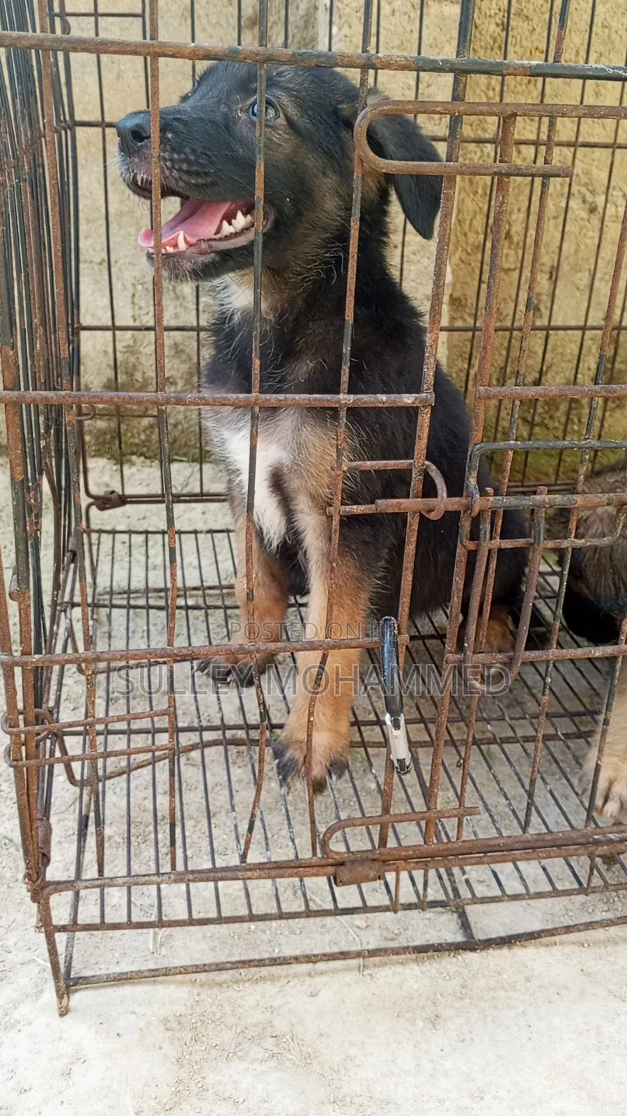 1-3 months Male Purebred German Shepherd in Kumasi Metropolitan - Dogs ...