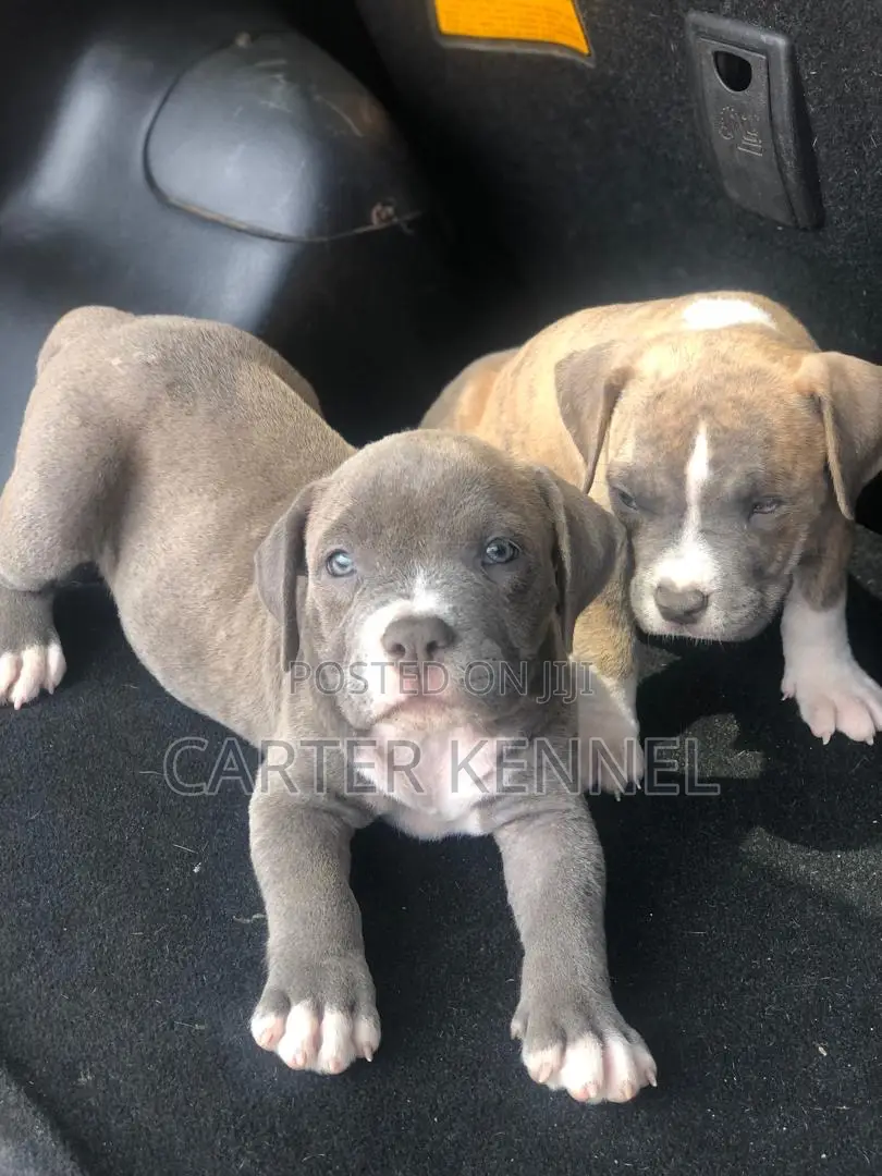 1-3 months Female Purebred American Bully in Dome - Dogs & Puppies, Mvo ...