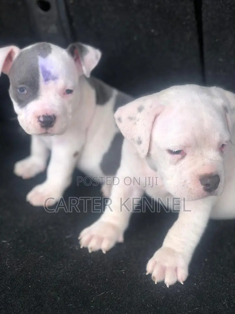 1-3 months Female Purebred American Bully in Dome - Dogs & Puppies, Mvo ...