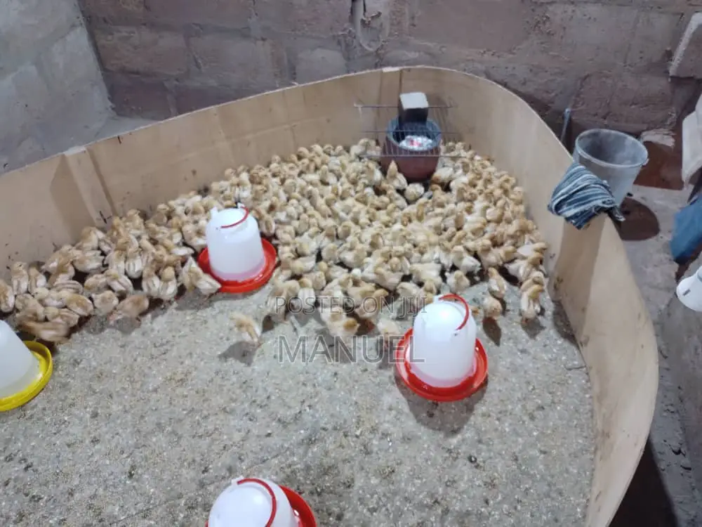 Brooding of Chicks, Day Old Chicks Sales, Poultry Eggs Sales in ...