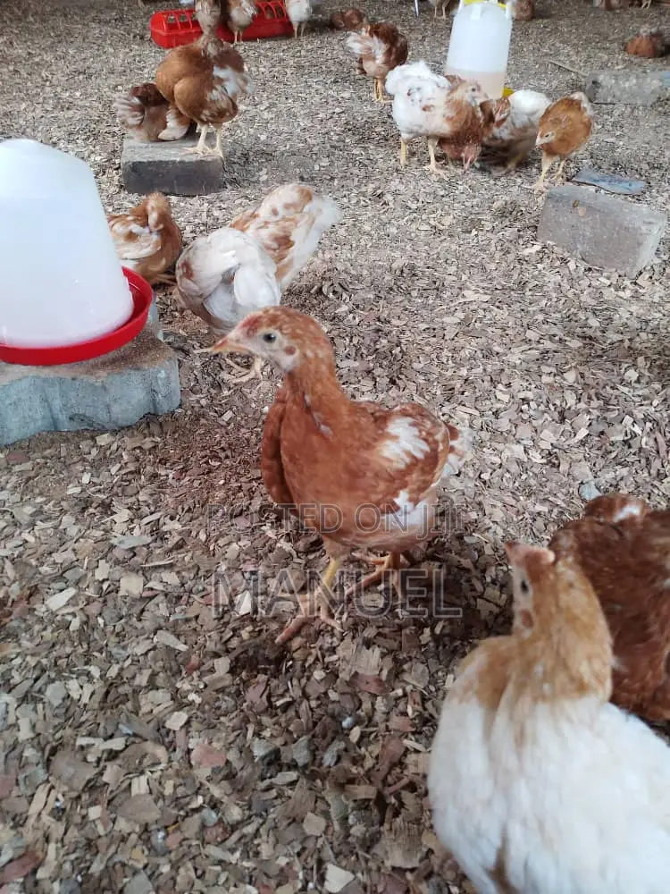 Brooding of Chicks, Day Old Chicks Sales, Poultry Eggs Sales in ...