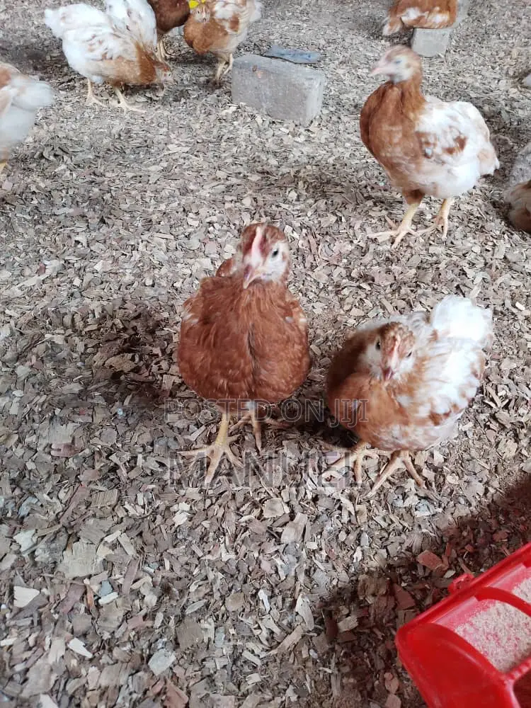 Brooding of Chicks, Day Old Chicks Sales, Poultry Eggs Sales in ...