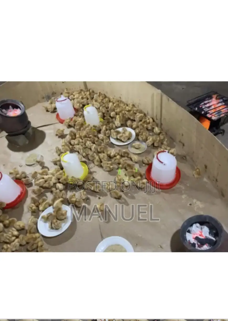 Brooding of Chicks, Day Old Chicks Sales, Poultry Eggs Sales in ...