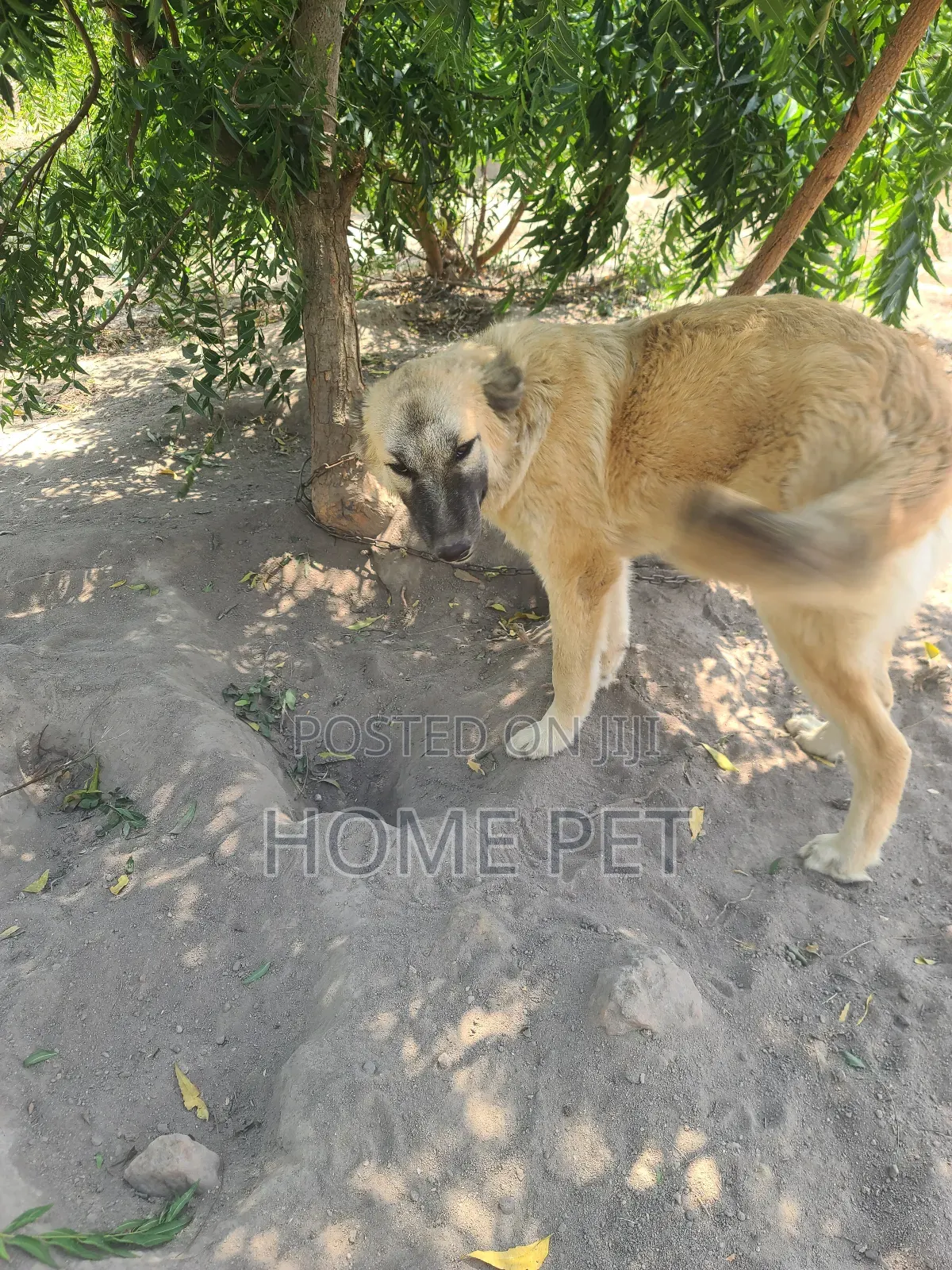 3-6 months Female Purebred Caucasian Shepherd in Kasoa - Dogs & Puppies ...