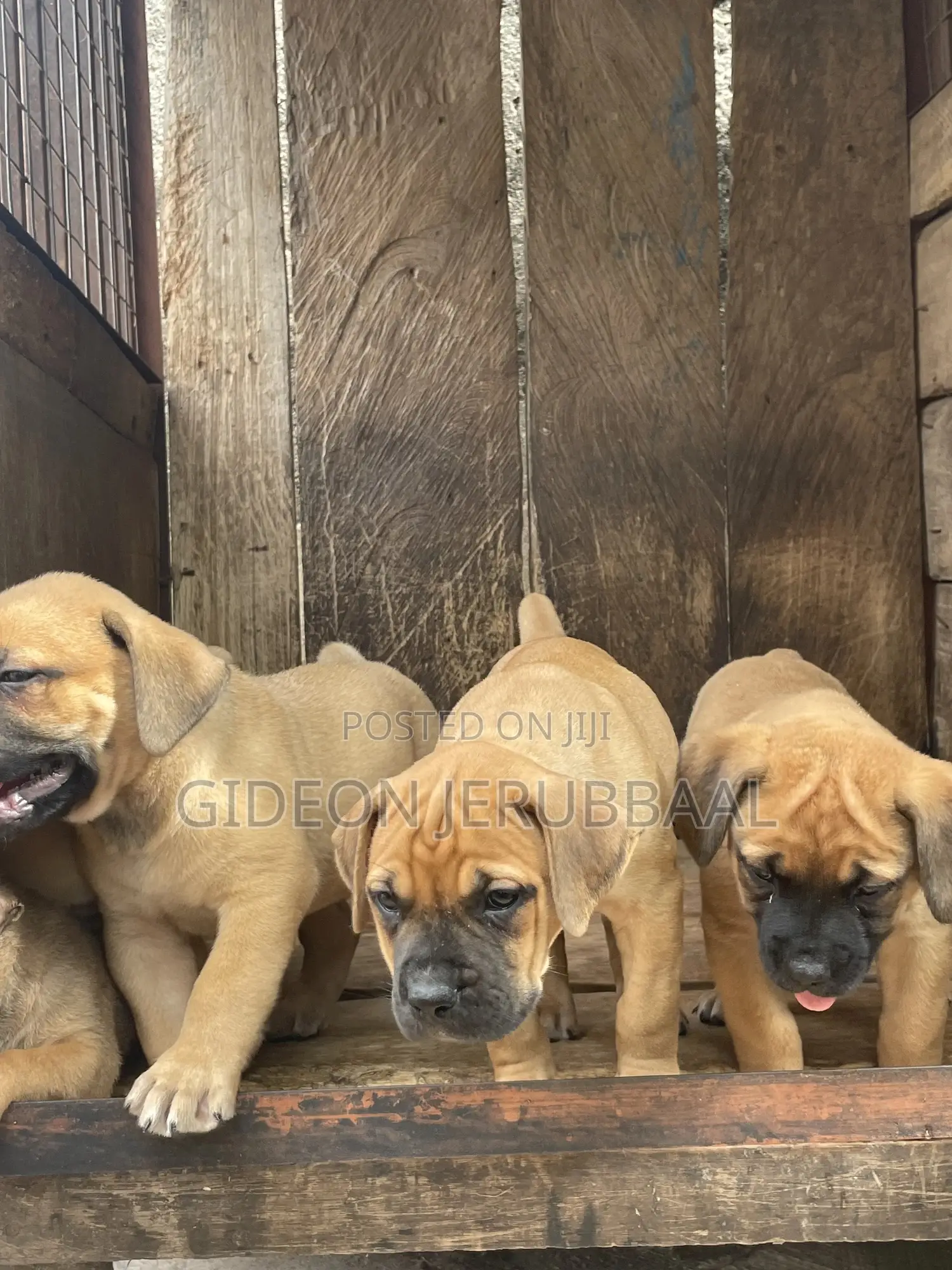 1-3 months Male Purebred Boerboel in Kumasi Metropolitan - Dogs ...