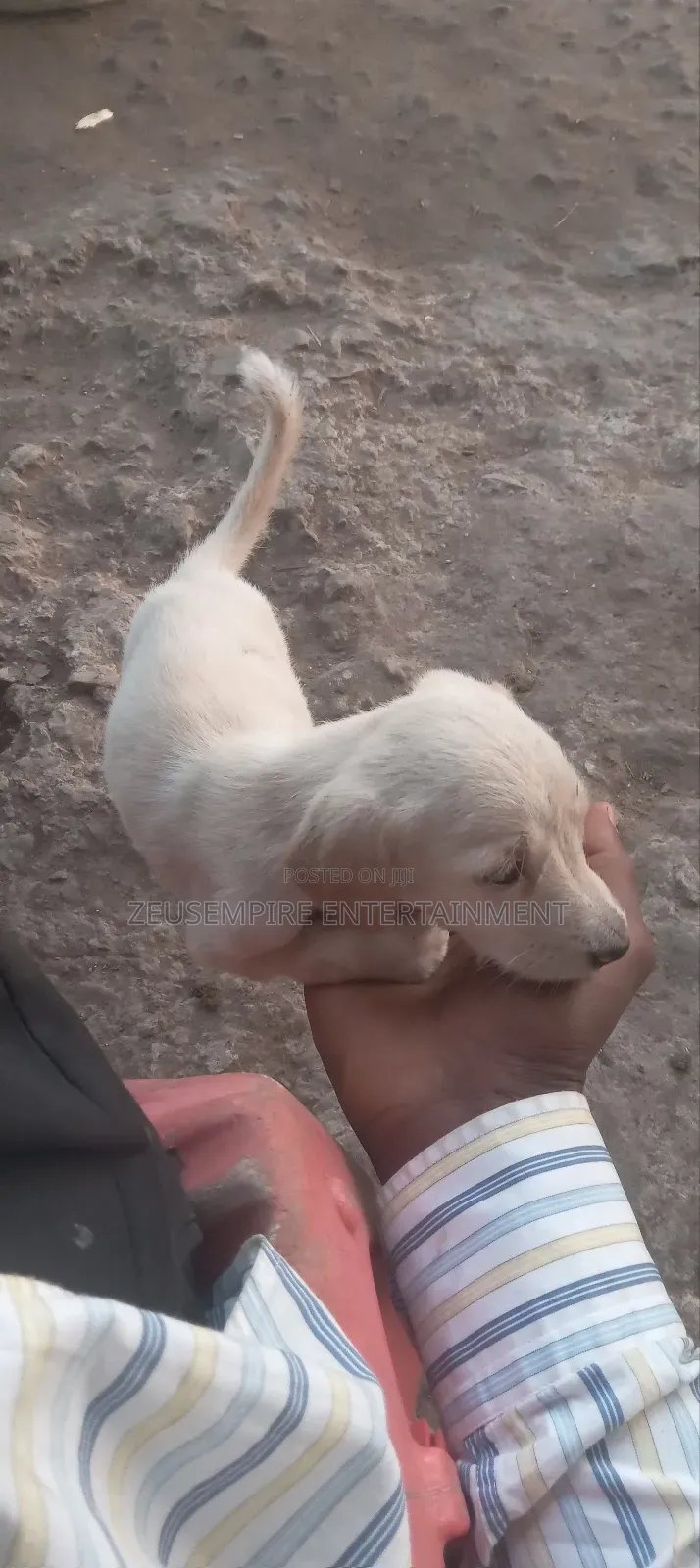 1-3 months Male Mixed Breed Dog in Tema Metropolitan - Dogs & Puppies ...