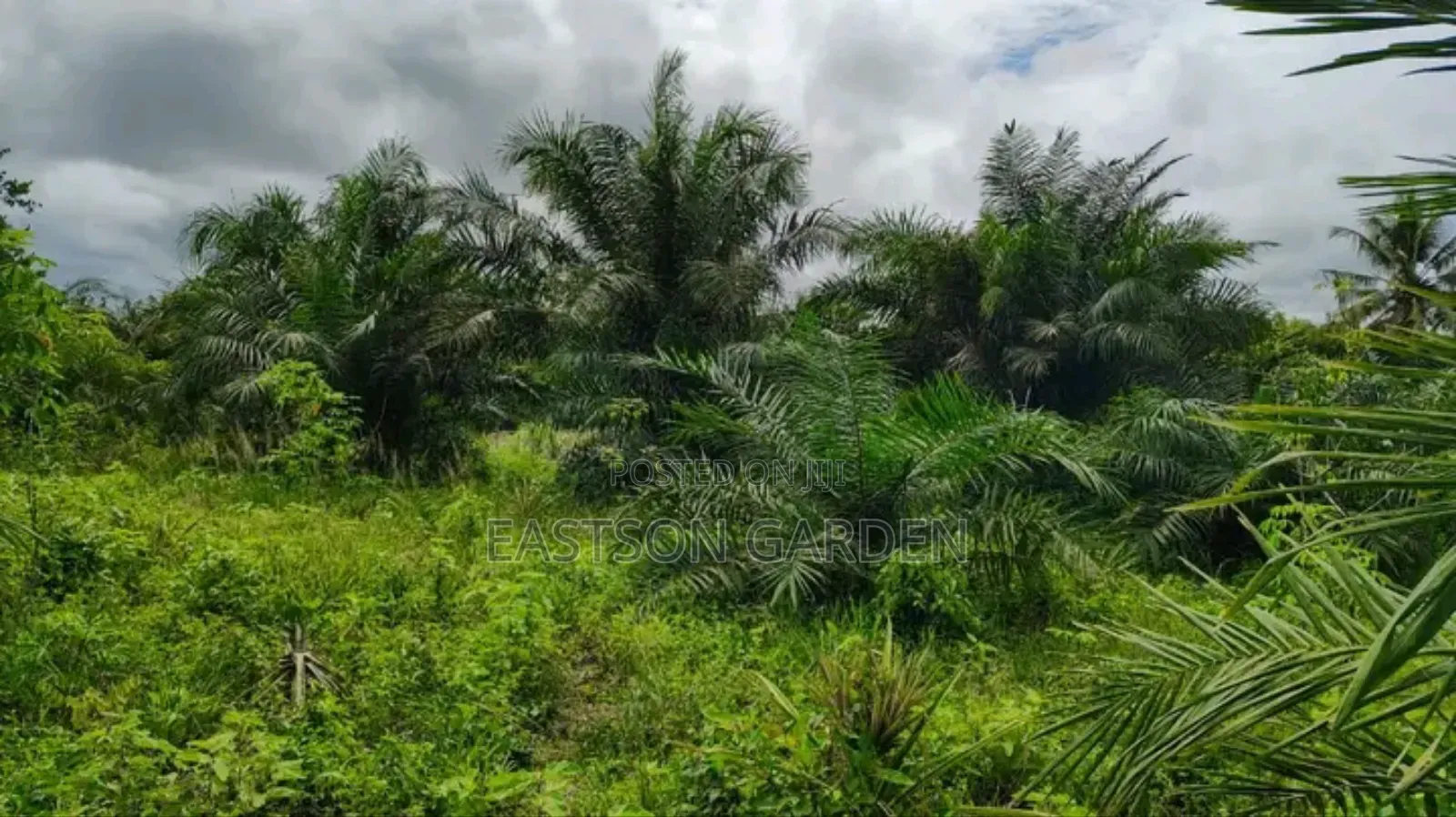 Over 500 Acres of Farm Lands for Sale at Eastern Region in Pokuase ...