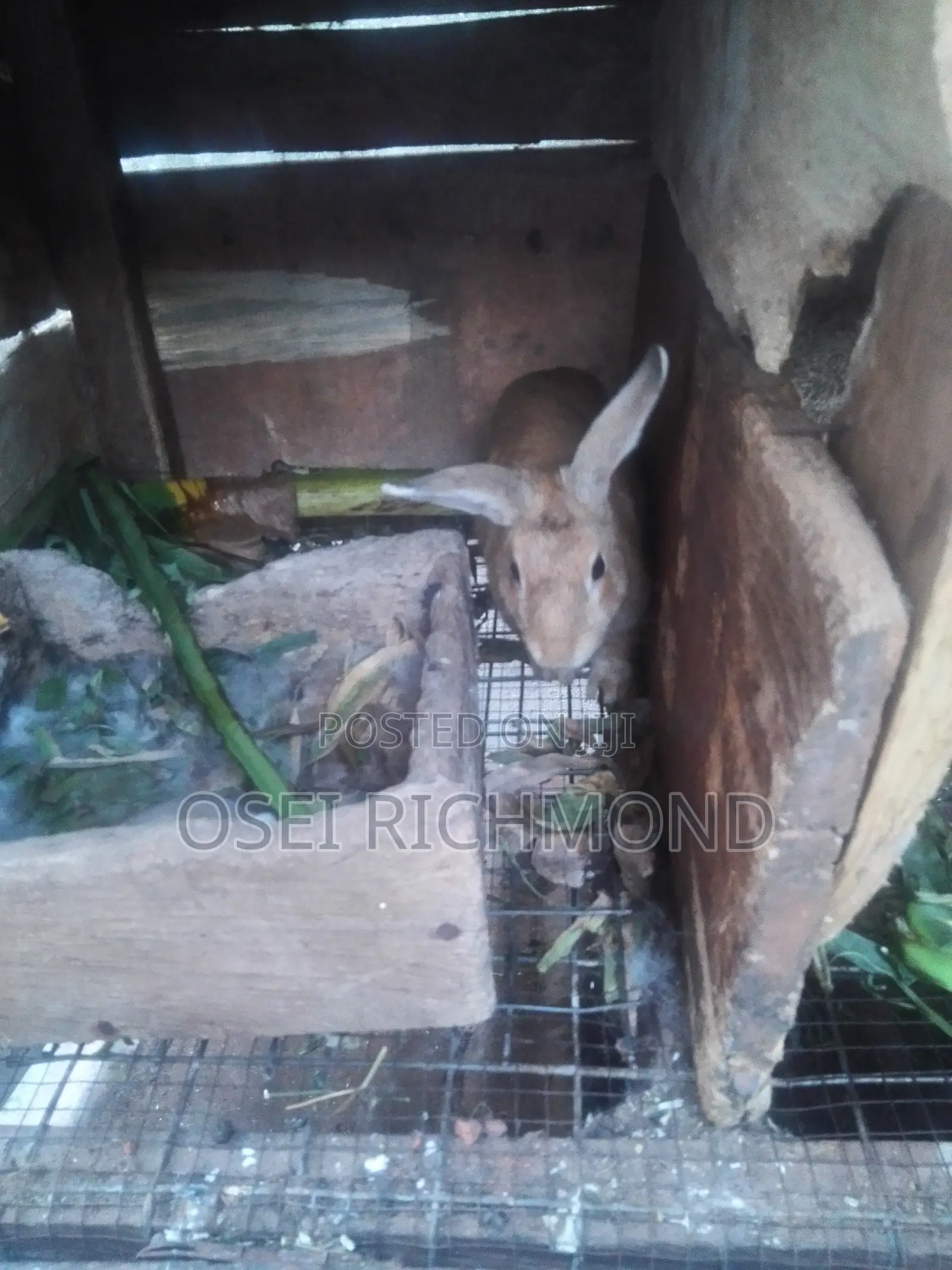 Rabbit Farm in Techiman Municipal - Farm Animals, Osei Richmond | Jiji ...