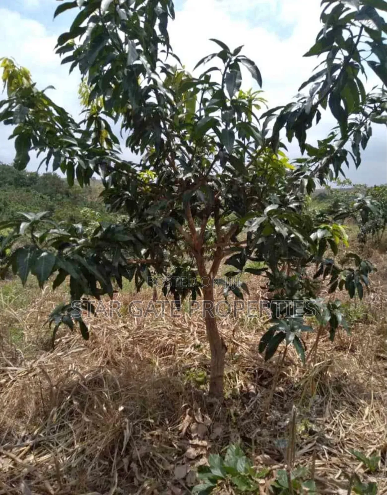 20 Acres Cashew Mango Farm for Sale in Sunyani Municipal - Commercial ...