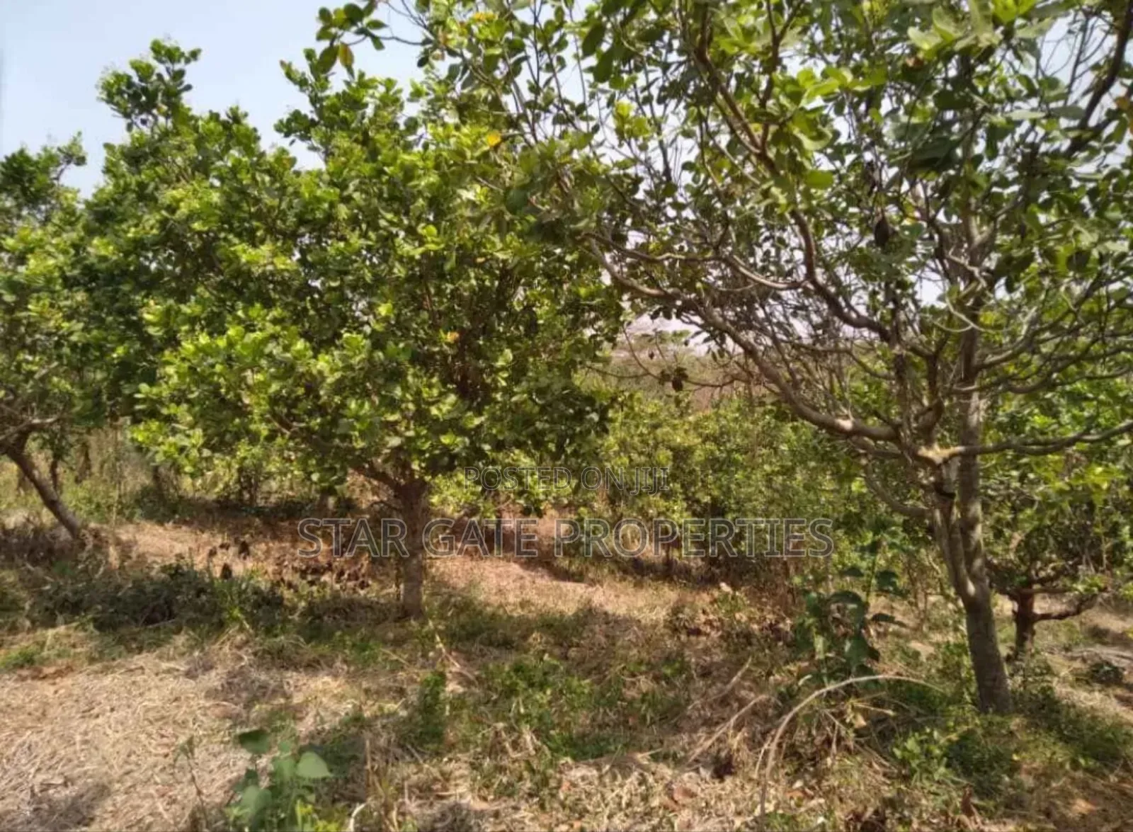 20 Acres Cashew Mango Farm for Sale in Sunyani Municipal - Commercial ...