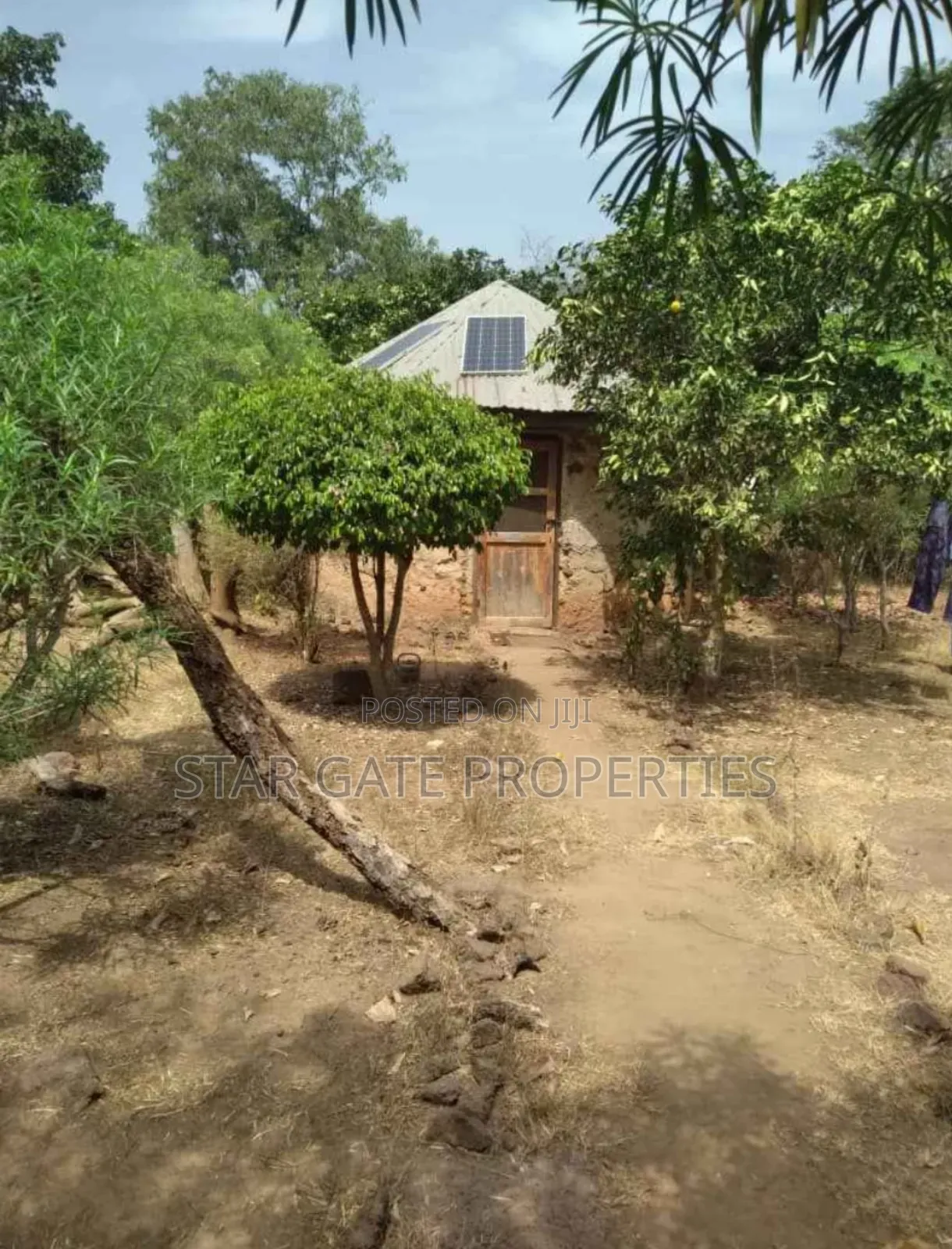 20 Acres Cashew Mango Farm for Sale in Sunyani Municipal - Commercial ...