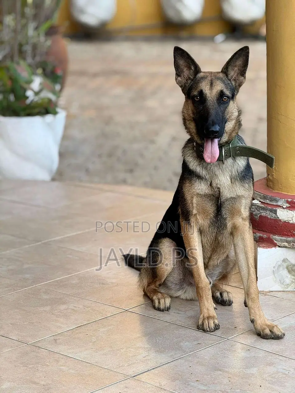 1+ year Male Purebred German Shepherd in Tema Metropolitan - Dogs ...