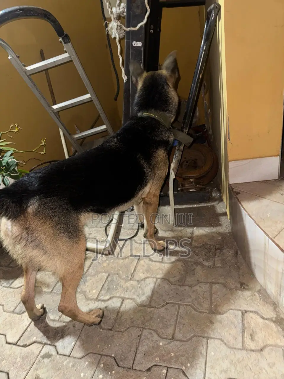 1+ year Male Purebred German Shepherd in Tema Metropolitan - Dogs ...