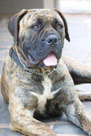 1+ year Male Purebred Boerboel in Accra Metropolitan - Dogs & Puppies ...