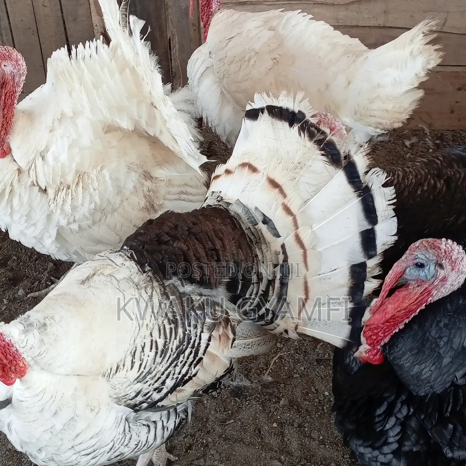 Hybrid Turkeys in Offinso North - Farm Animals, Kwaku Gyamfi | Jiji.com.gh