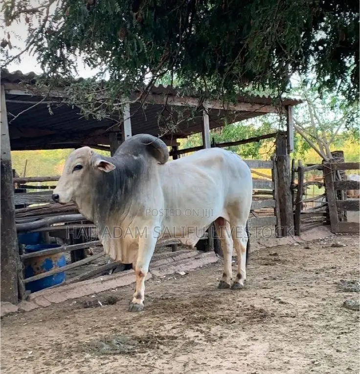 All Kinds of Animals in Bunkpurugu-Yunyoo - Farm Animals, Hajj Adam ...