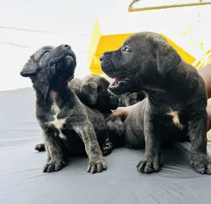 1-3 months Female Purebred Cane Corso in Ashaley Botwe - Dogs & Puppies ...