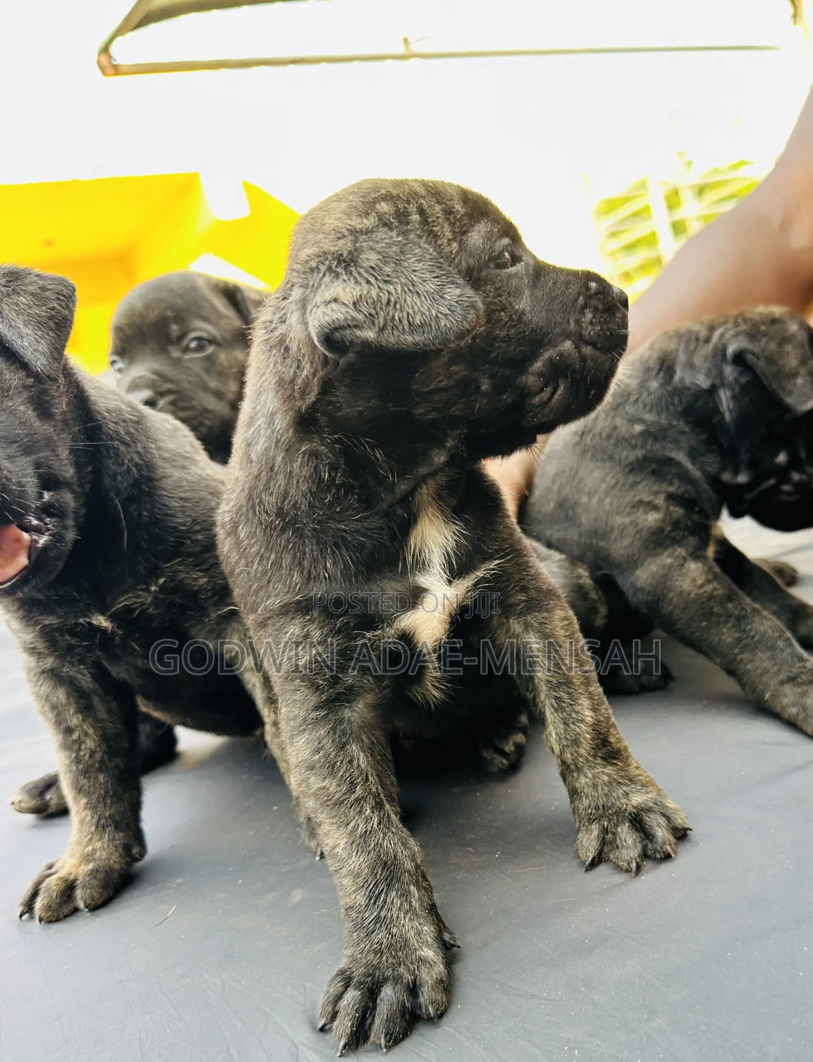 1-3 months Female Purebred Cane Corso in Ashaley Botwe - Dogs & Puppies ...