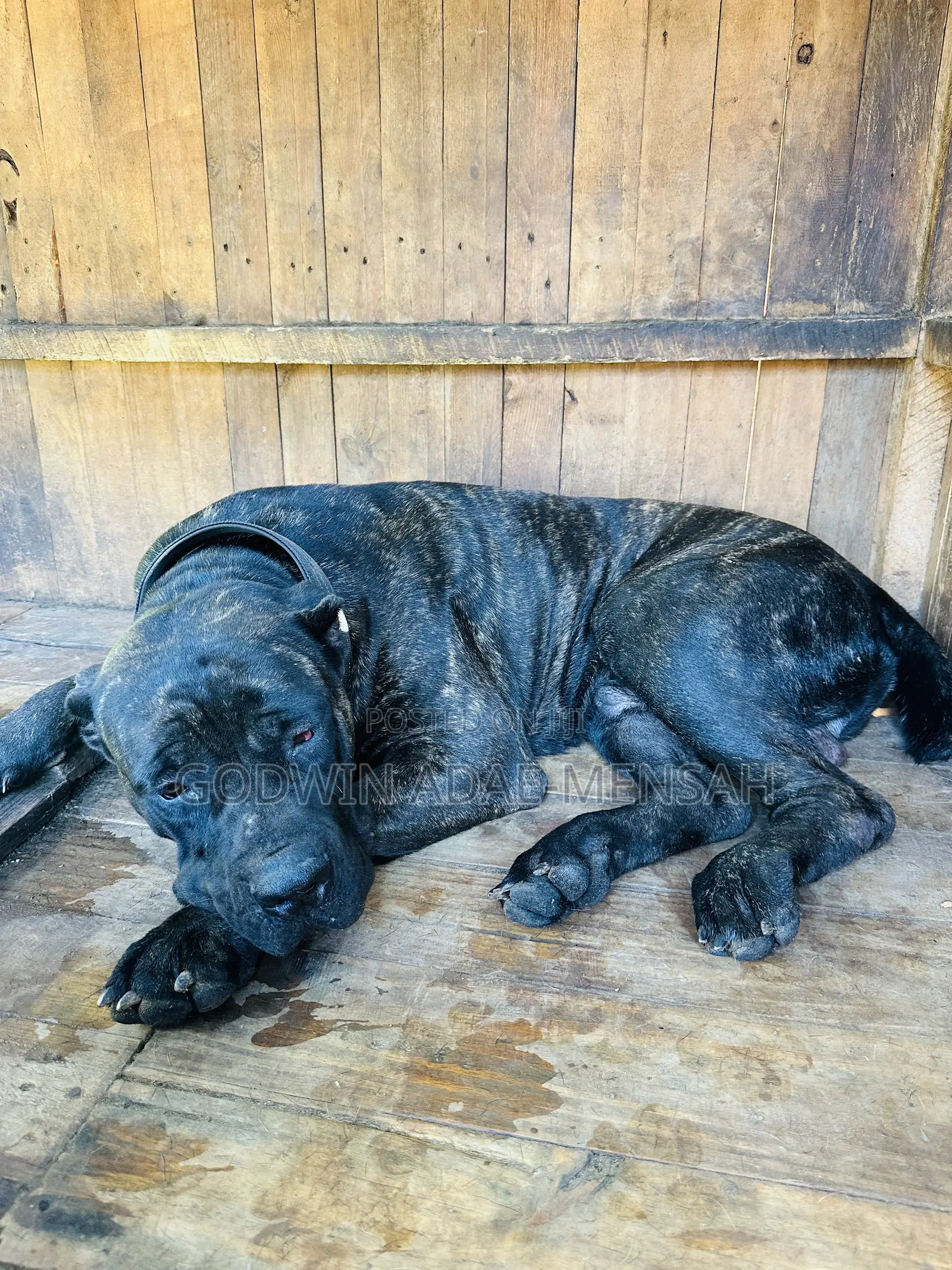 1-3 months Female Purebred Cane Corso in Ashaley Botwe - Dogs & Puppies ...