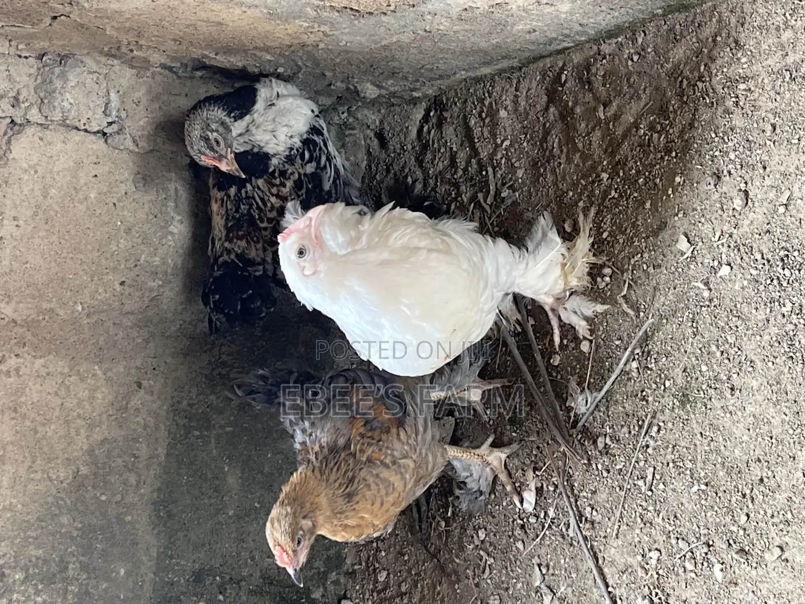 Pure Genetic Brahma Breed in Awutu Senya East Municipal - Farm Animals ...