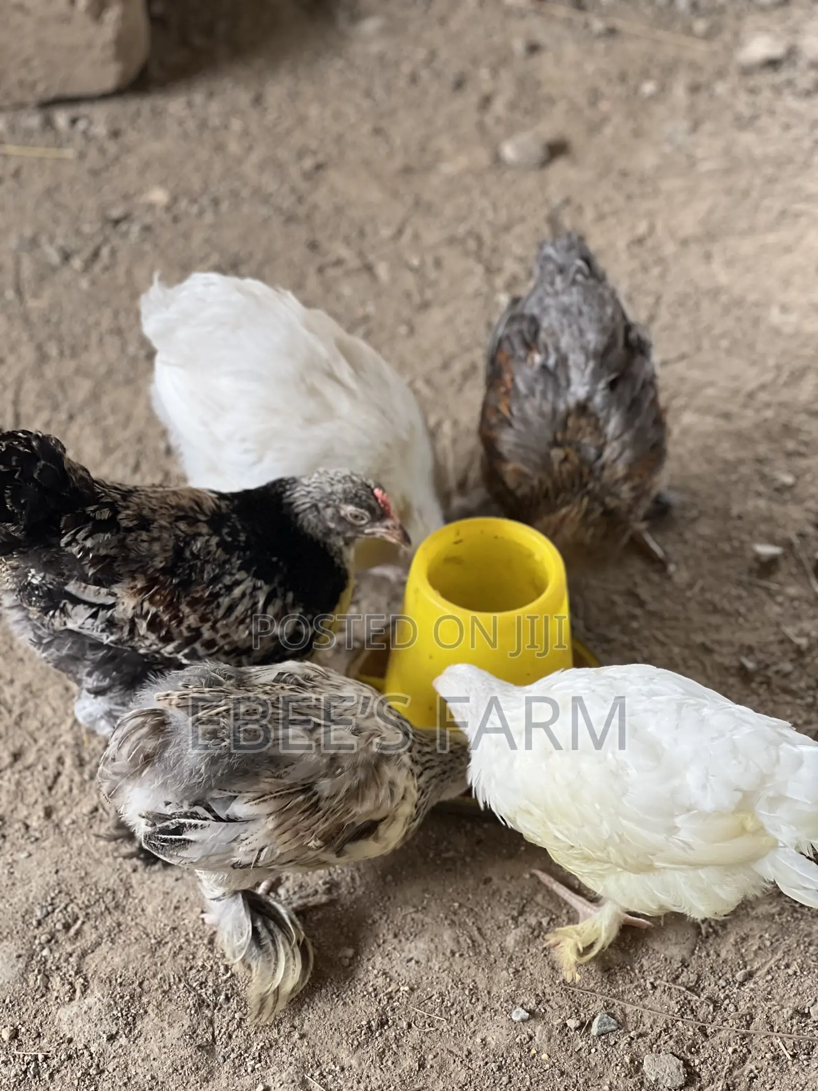Pure Genetic Brahma Breed in Awutu Senya East Municipal - Farm Animals ...