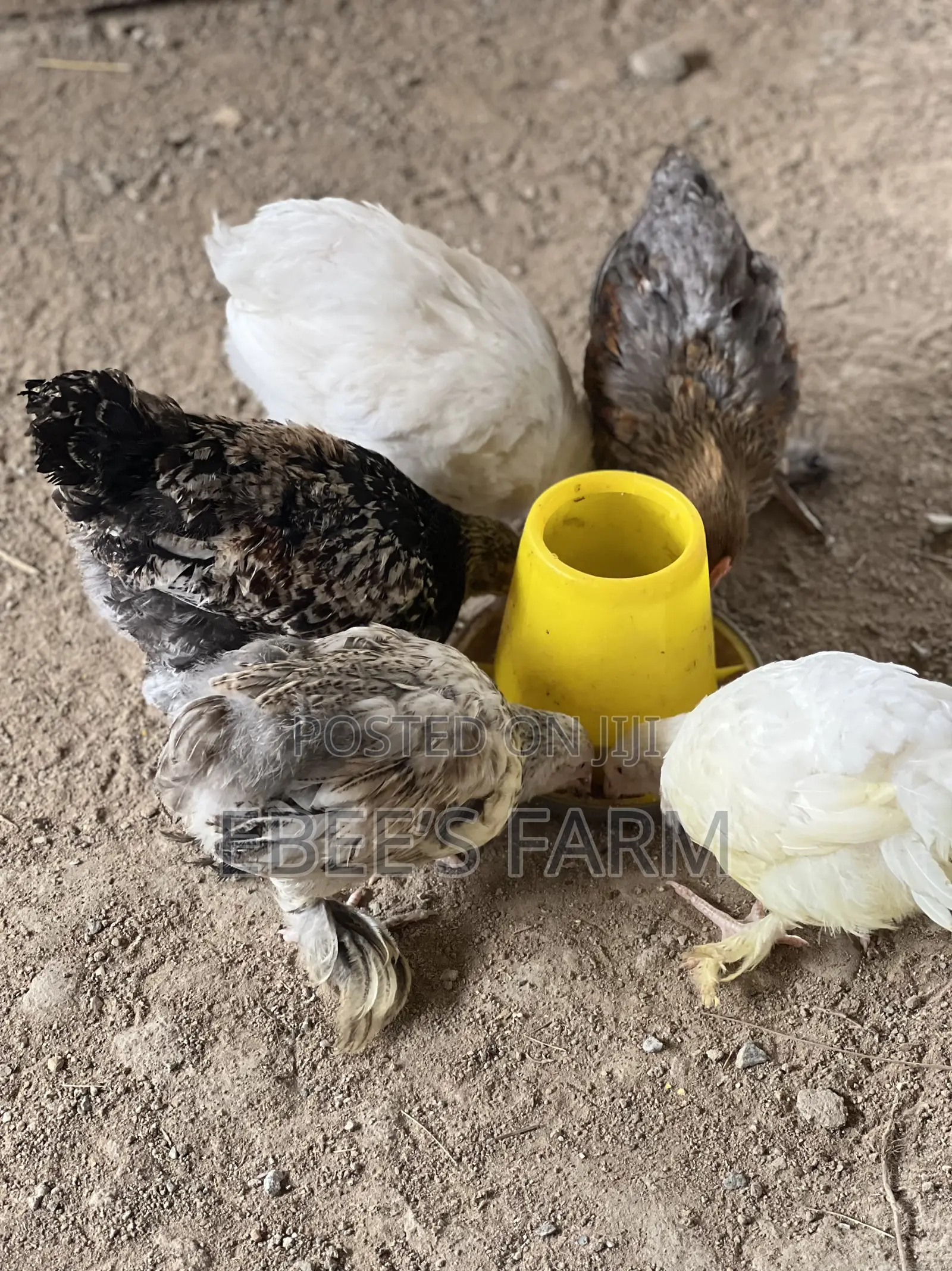 Pure Genetic Brahma Breed in Awutu Senya East Municipal - Farm Animals ...
