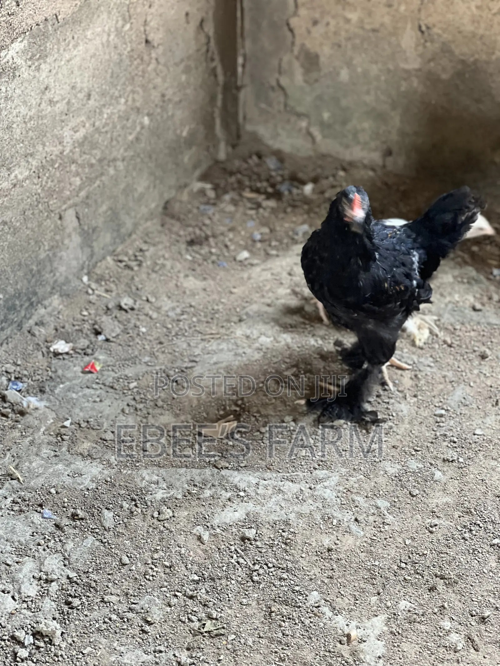 Pure Genetic Brahma Breed in Awutu Senya East Municipal - Farm Animals ...