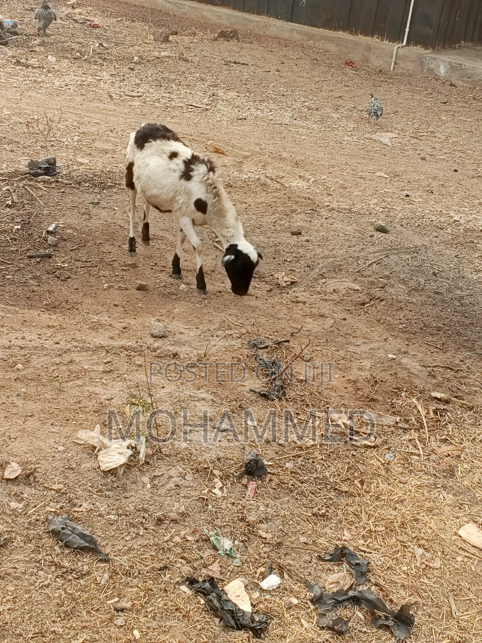 Agric Economy in Saboba - Farm Animals, Mohammed Abubakri | Jiji.com.gh