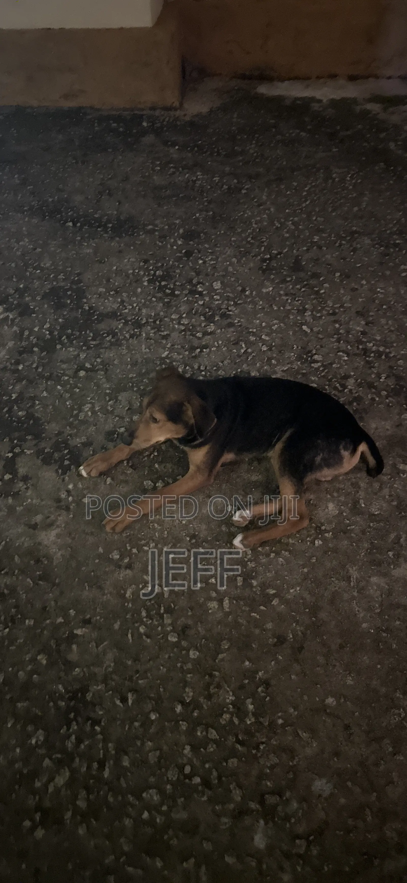 3-6 months Male Mixed Breed Dog in Kumasi Metropolitan - Dogs & Puppies ...