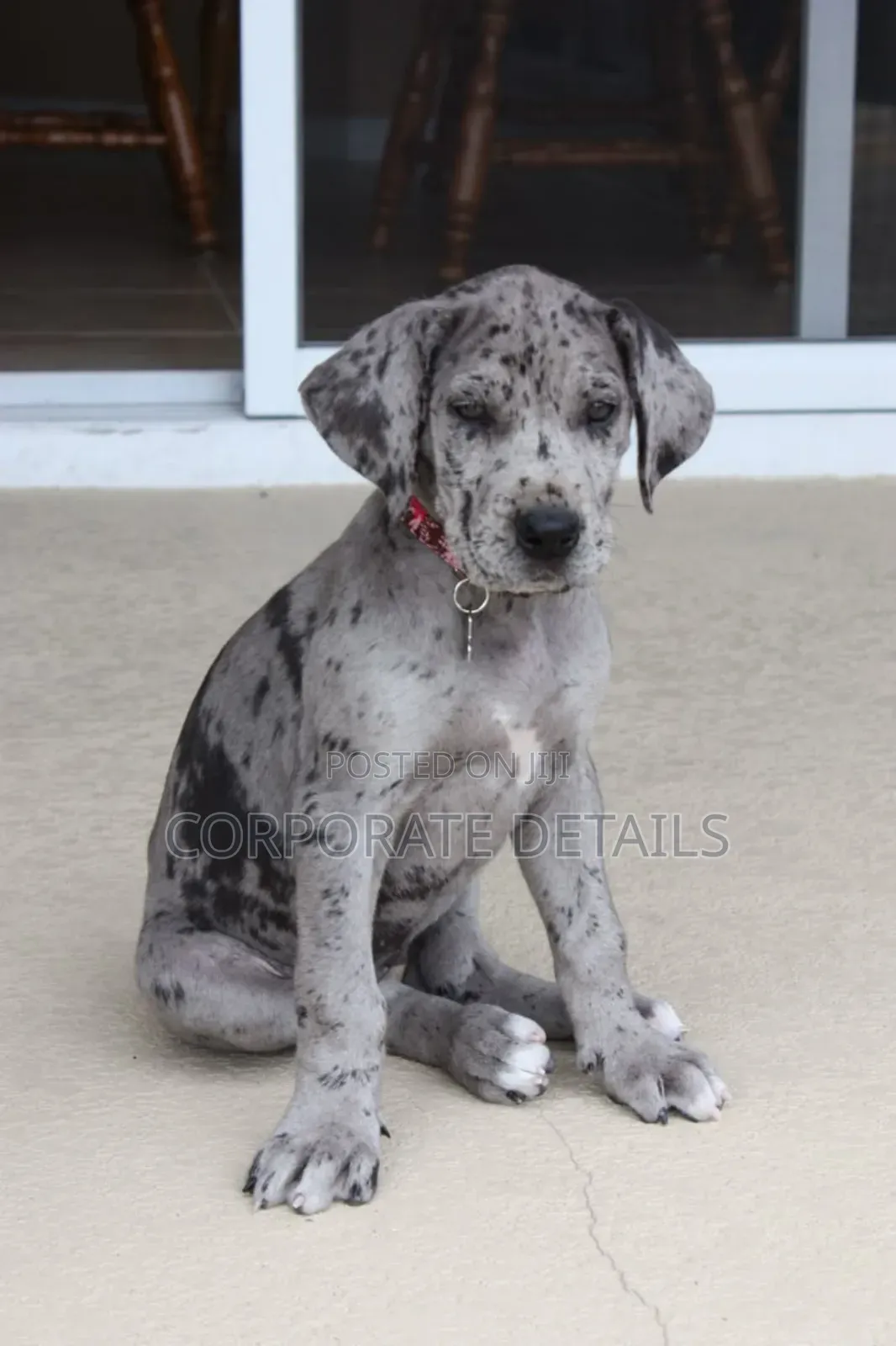 1-3 months Male Purebred Great Dane in Accra Metropolitan - Dogs ...