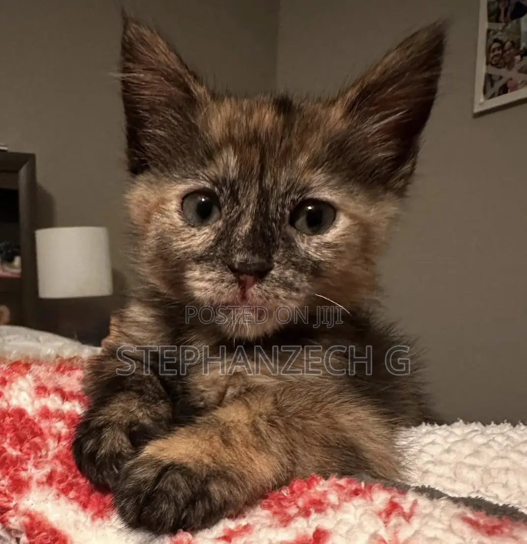 0-1 month Male Mixed Breed kitten in Abossey Okai - Cats & Kittens ...