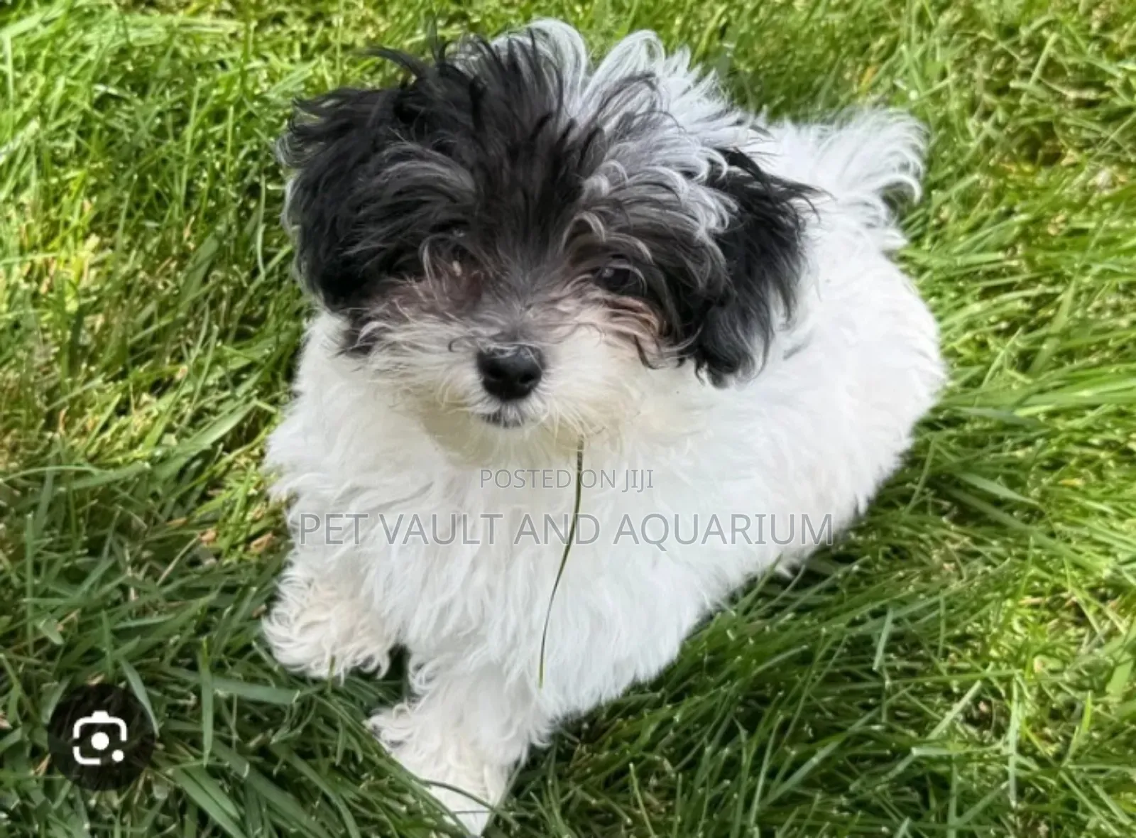 1-3 months Male Mixed Breed Maltese in Madina - Dogs & Puppies, Pet ...