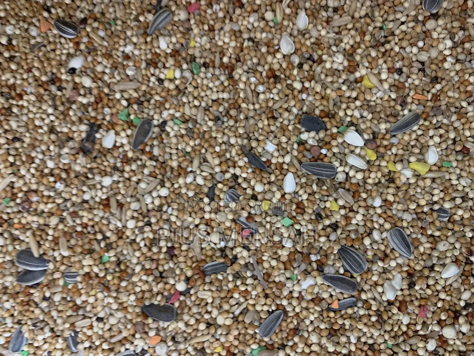 High Quality Feed for Budgies, Love Birds, Cockatiels and Parakeet in ...