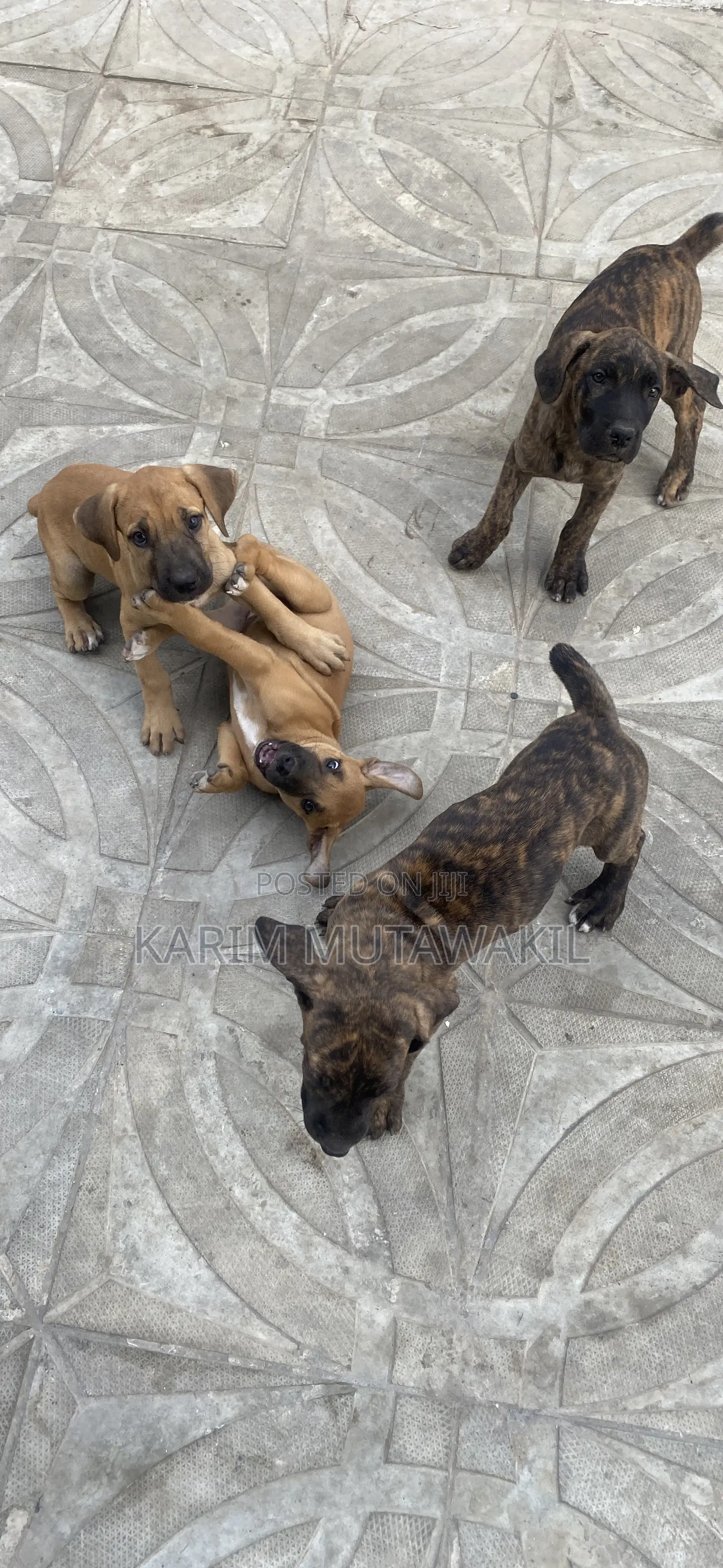 3-6 months Female Mixed Breed Boerboel in Spintex - Dogs & Puppies ...