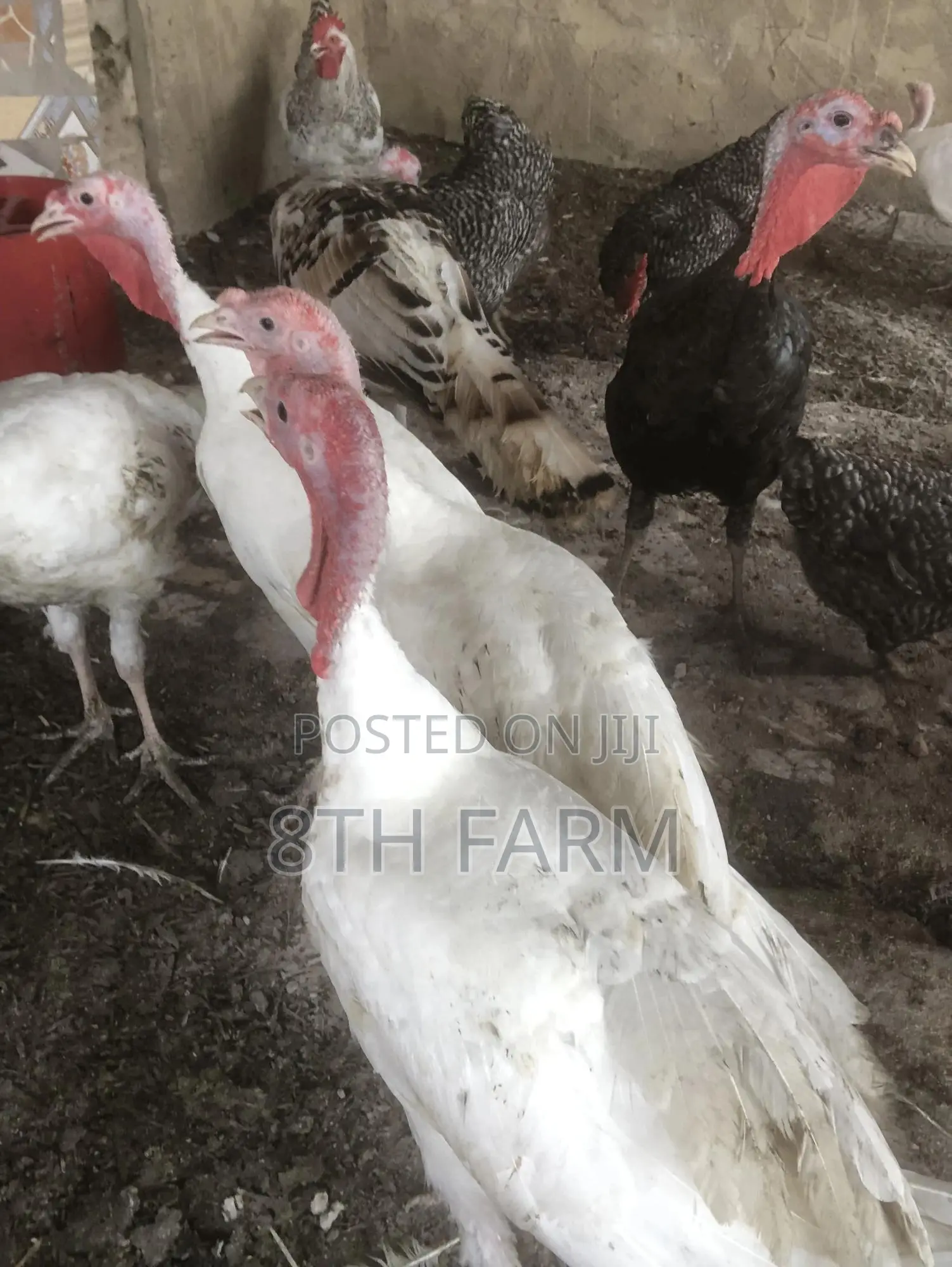 6 Month Old Bbw Turkey in Kasoa - Farm Animals, Eighth Farm | Jiji.com.gh